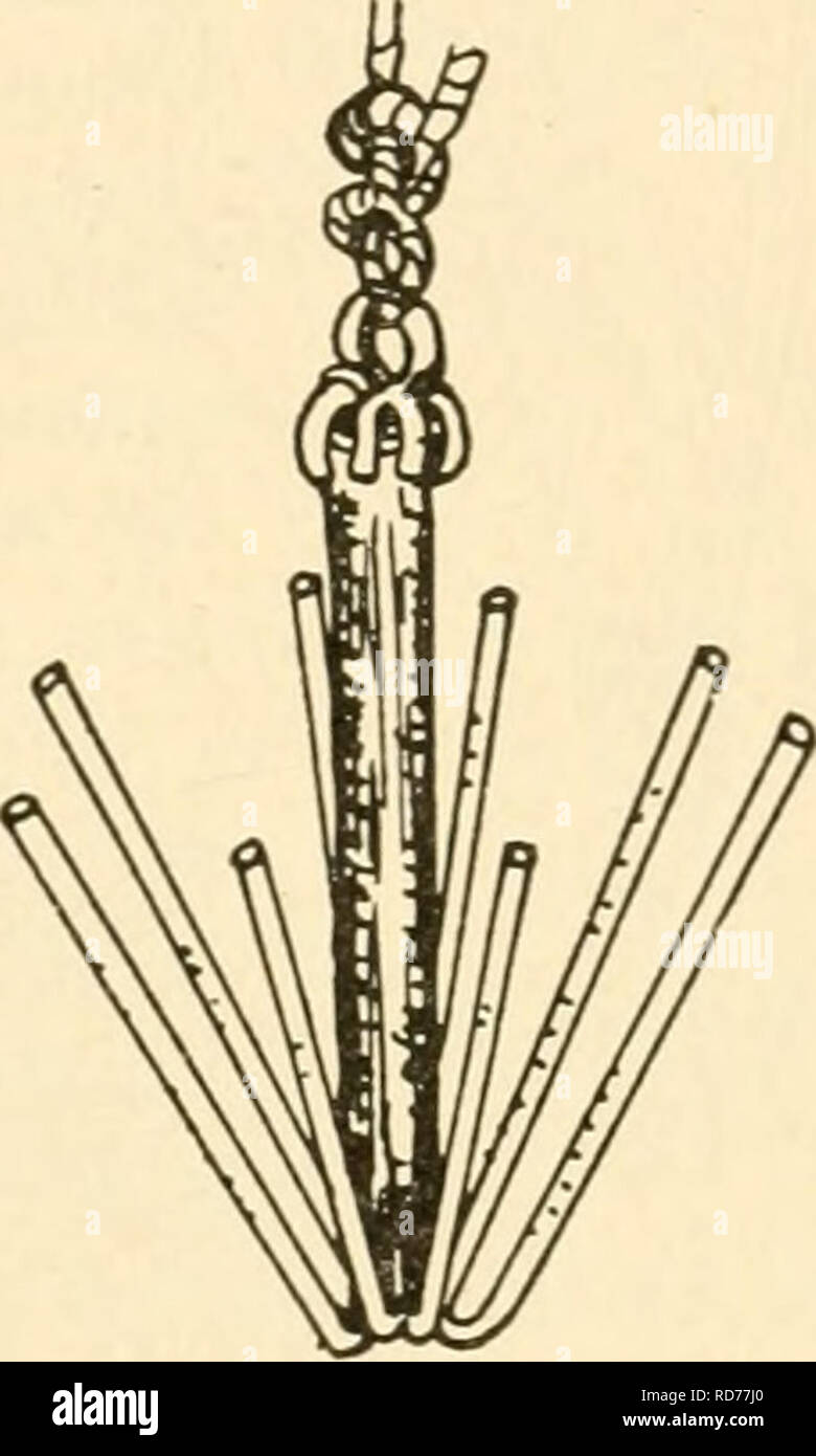 . Culture methods for invertebrate animals;. Invertebrates -- Cultures ...