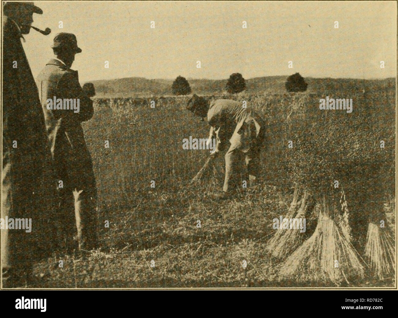 Retting flax hi-res stock photography and images - Alamy