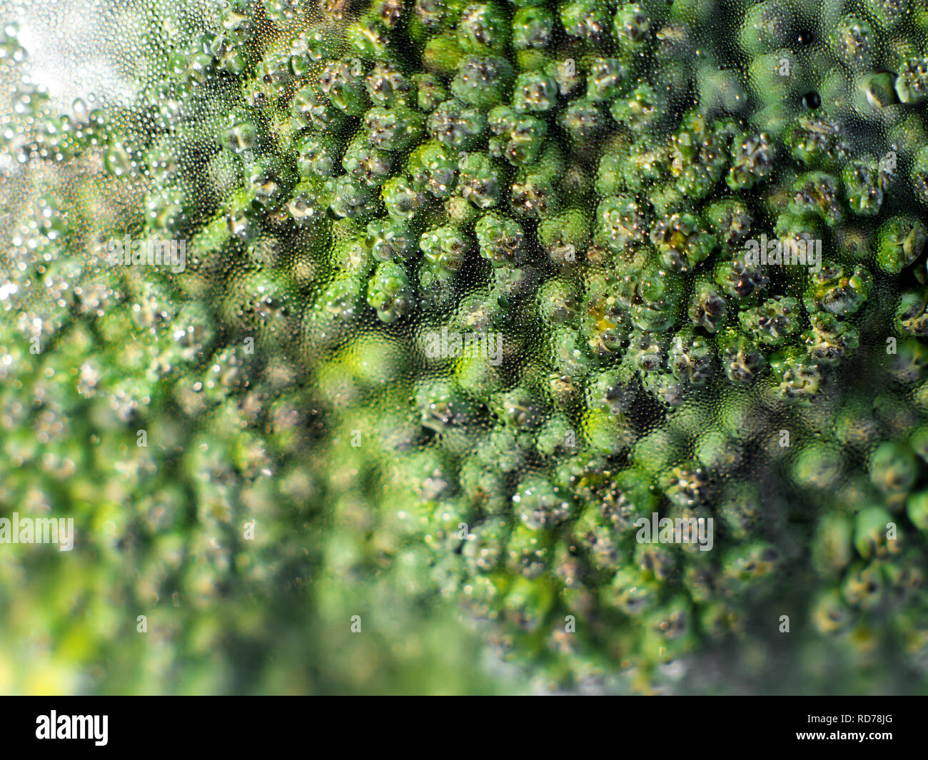 Fresh protected for Broccoli vegetable by plastic film wrap, vegetable ...