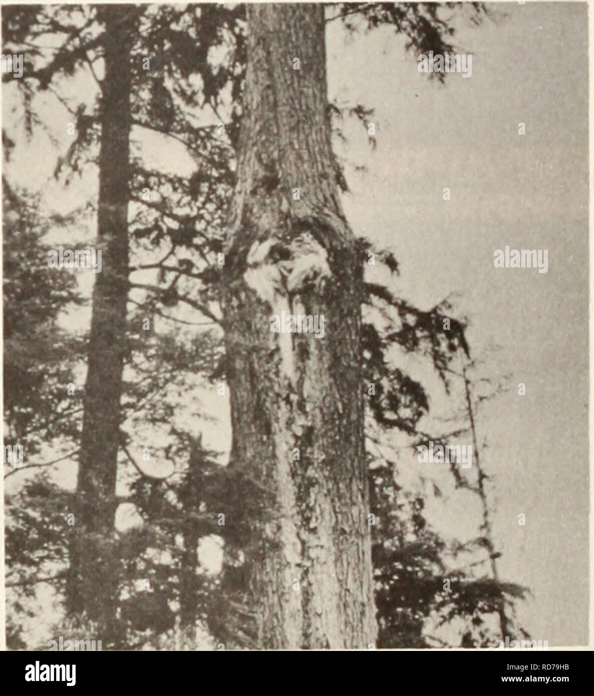 Bole canker hi-res stock photography and images - Alamy