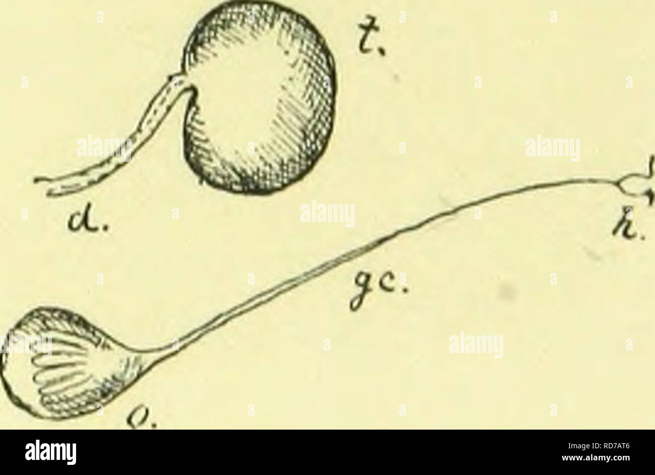Platygaster hi-res stock photography and images - Alamy