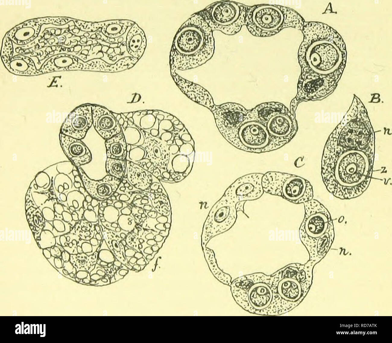 Insects dissection hi-res stock photography and images - Alamy