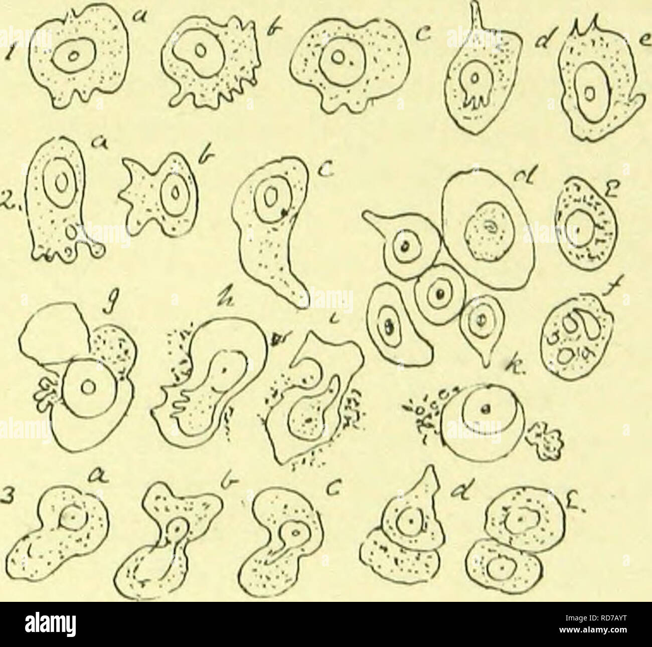 Equatorial plates hi-res stock photography and images - Alamy