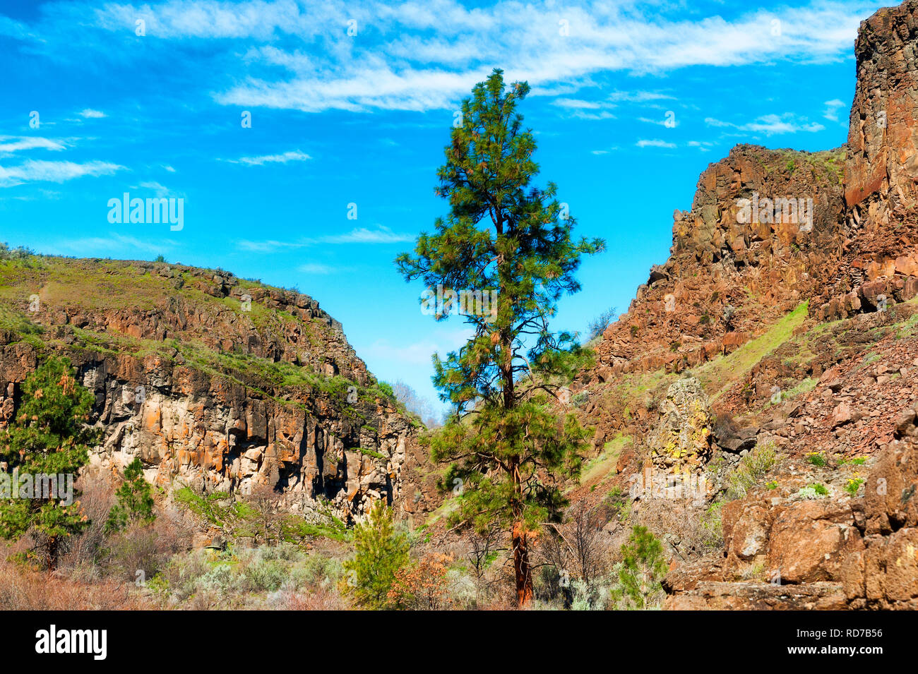 A lone pine stands in the foreground of Oregon's high desert landscape ...