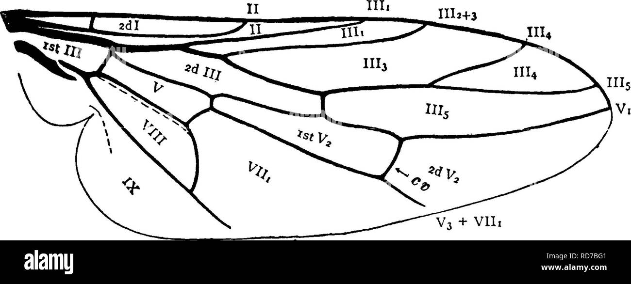 Vein veins wing wings Black and White Stock Photos & Images - Alamy