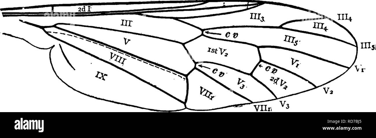 It is recognized by its large head Black and White Stock Photos ...