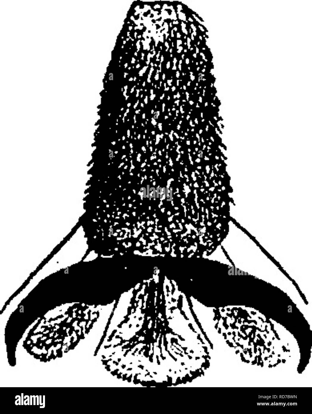 Halter wing hi-res stock photography and images - Alamy