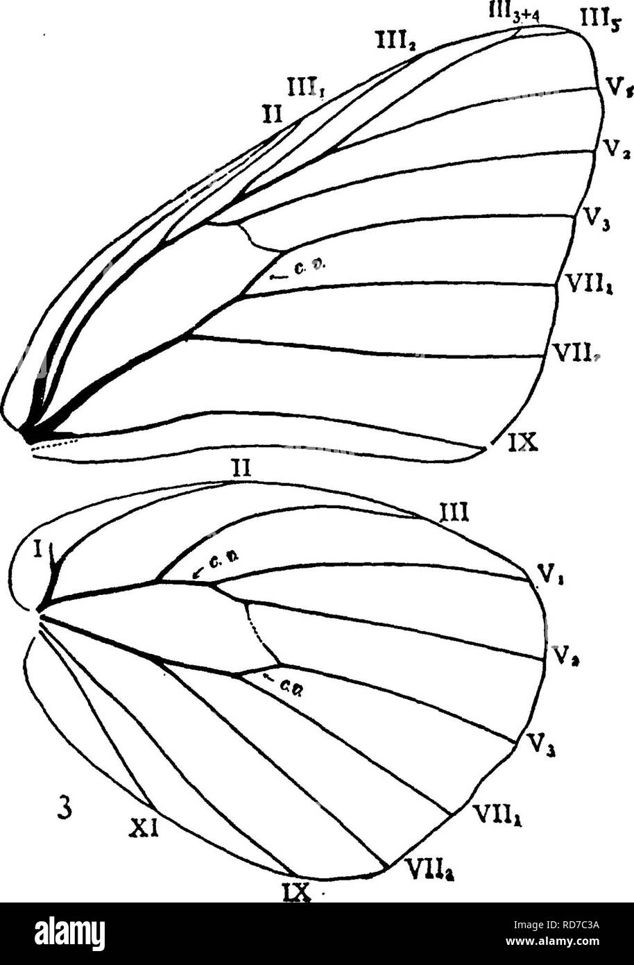 Medium size insects Black and White Stock Photos & Images - Alamy