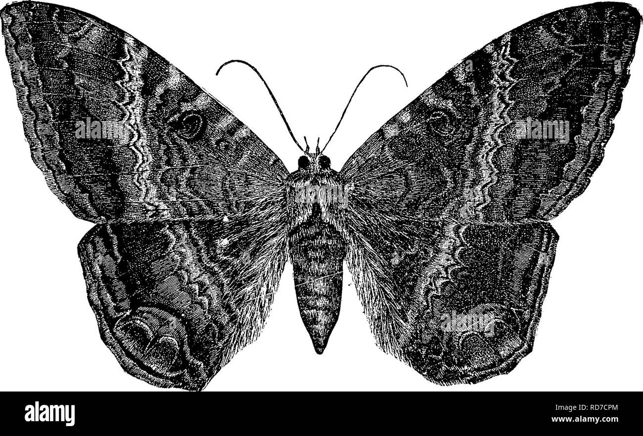 black winged variation