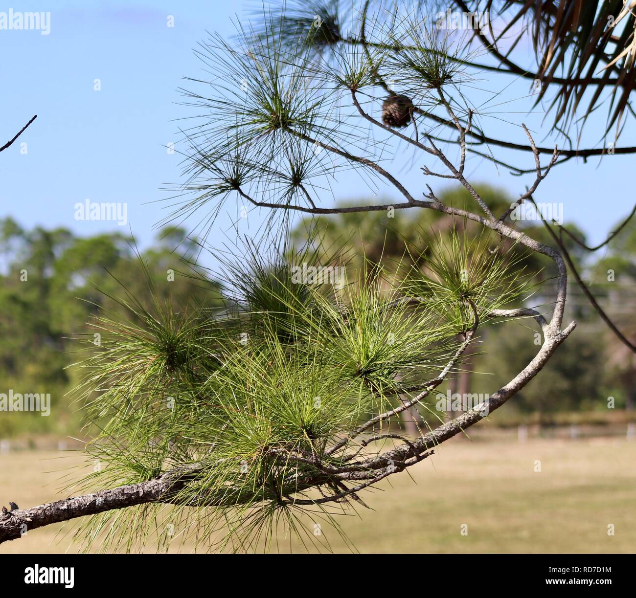 Pine Tree Branch Stock Photo - Alamy
