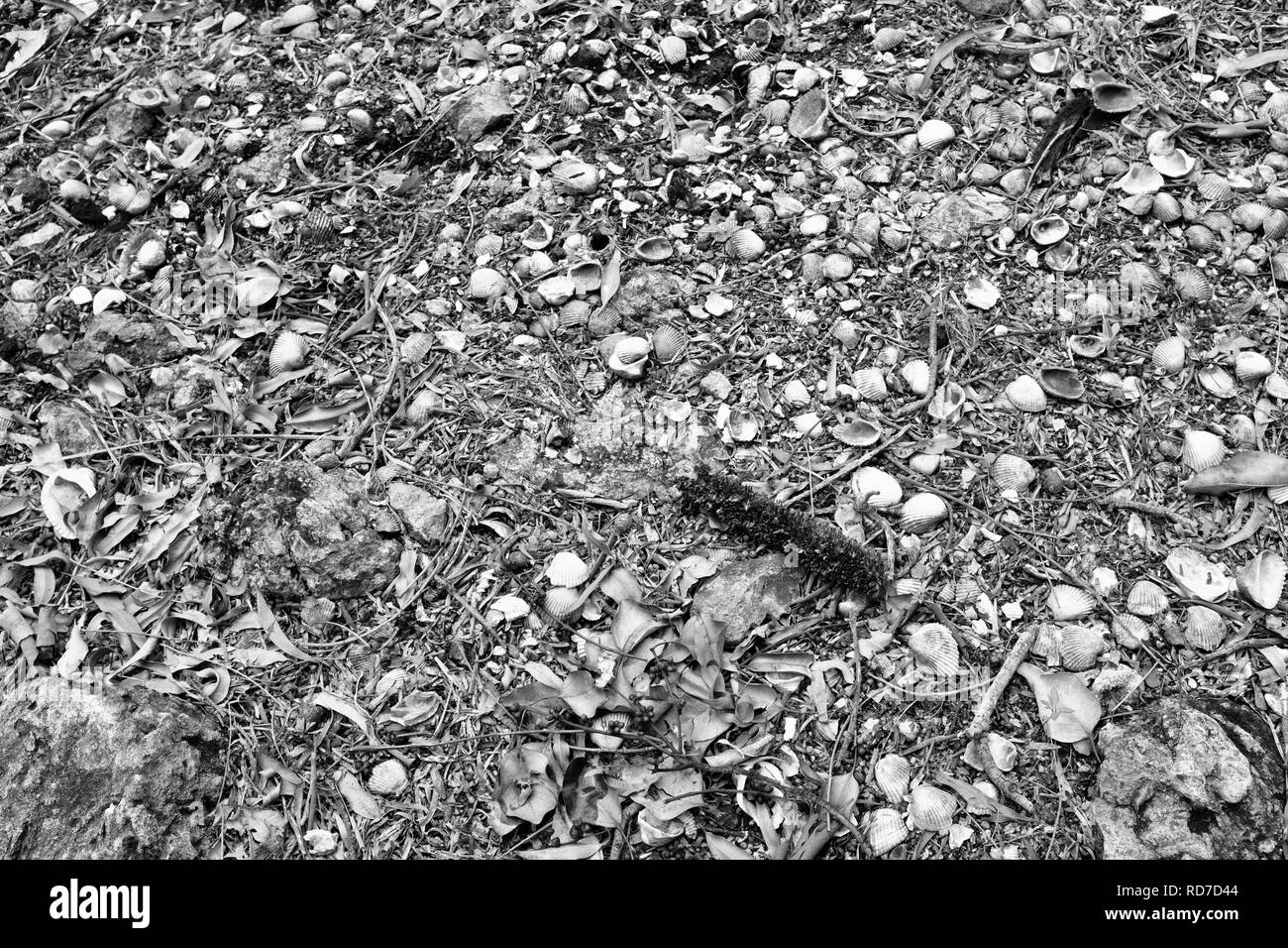 Aboriginal shell midden The diversity boardwalk at Cape Hillsborough ...