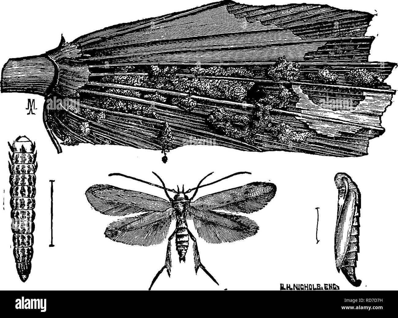 Tineid moth hi-res stock photography and images - Alamy