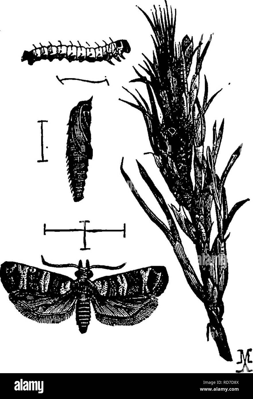 Pitch moth Black and White Stock Photos & Images - Alamy