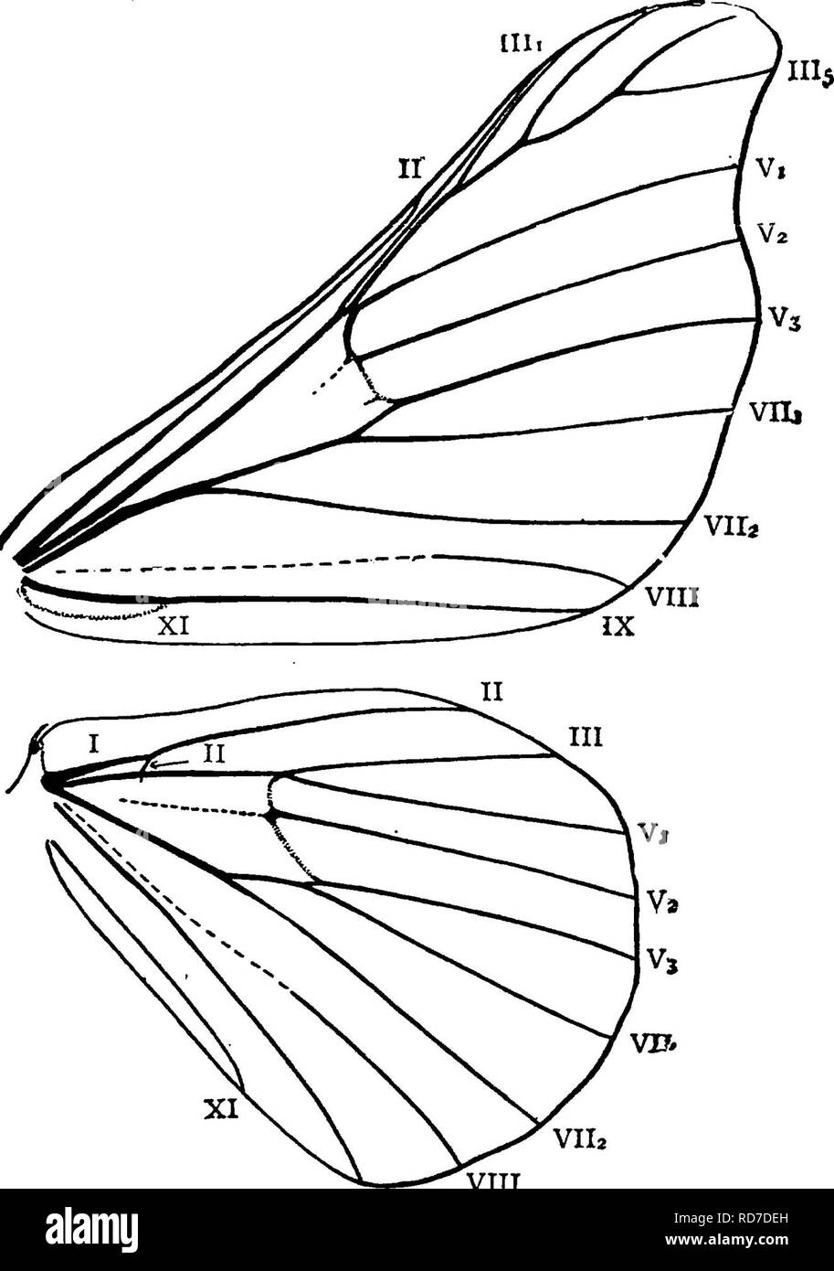Frenulum hi-res stock photography and images - Alamy