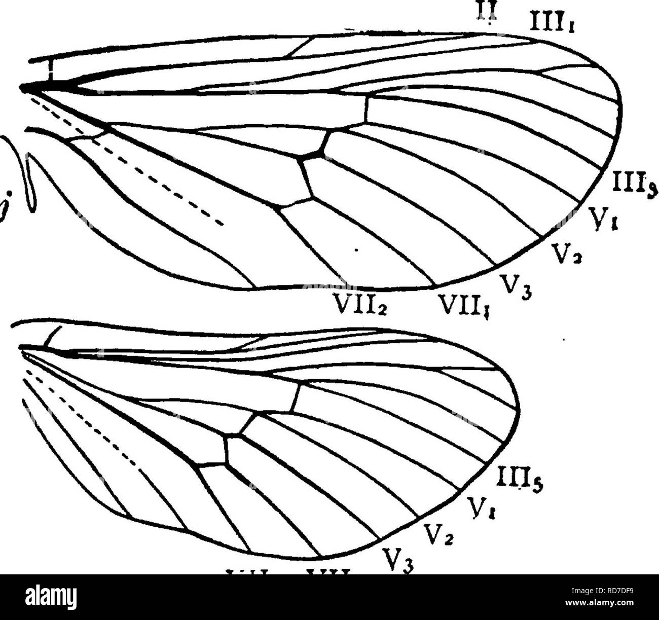 . A manual for the study of insects. Insects. scribinof the wings of ...