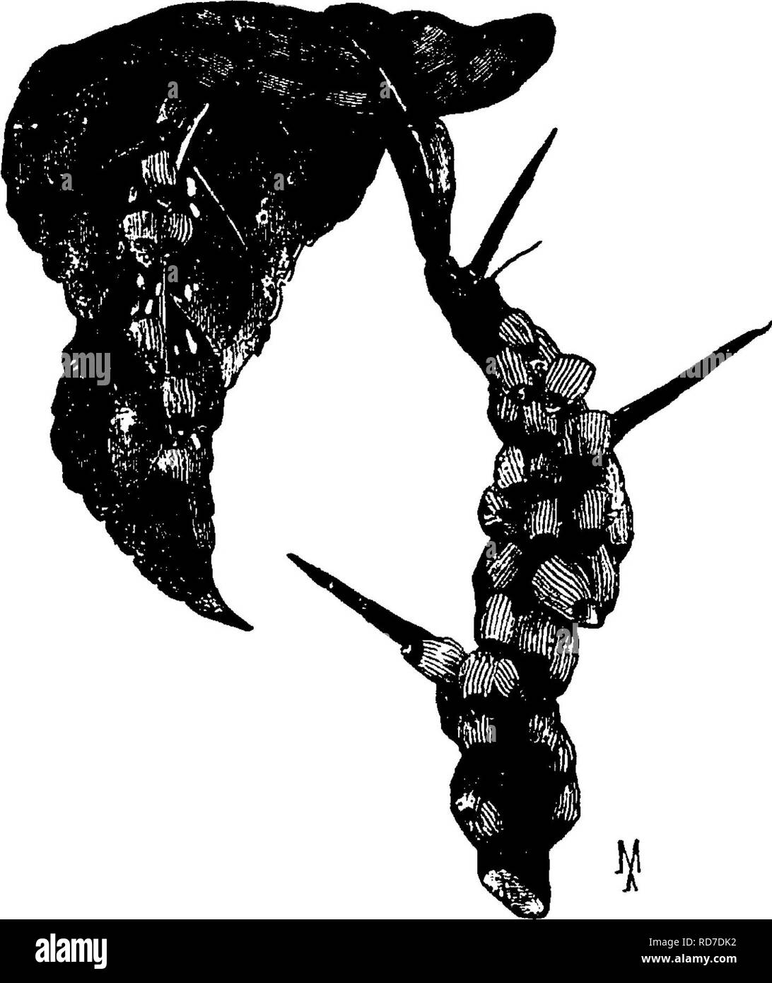 Coccus cacti hi-res stock photography and images - Alamy