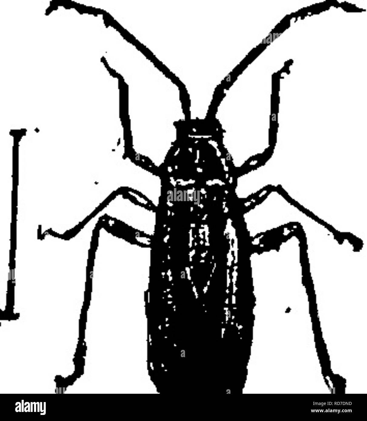 Four wing insects Black and White Stock Photos & Images - Alamy