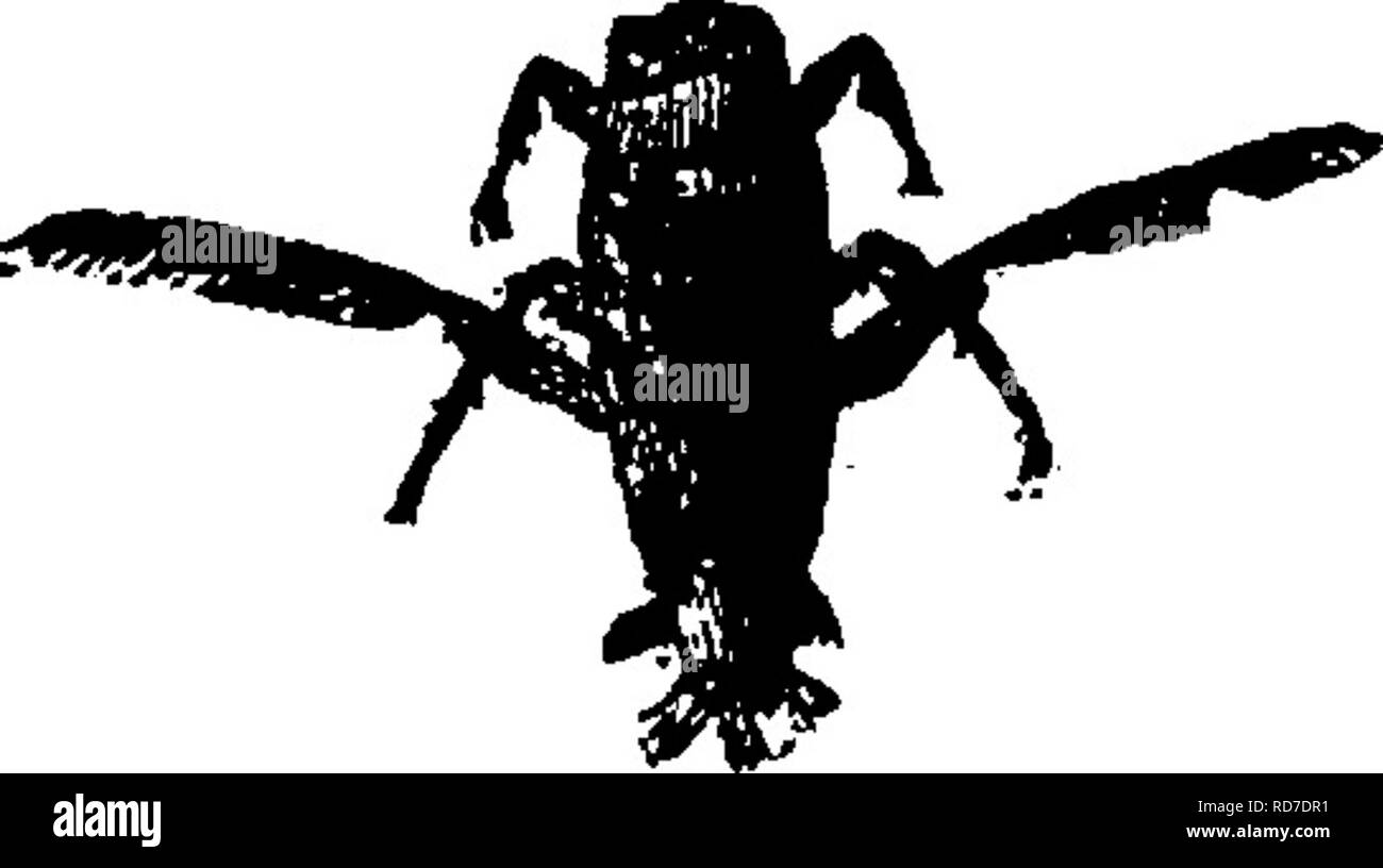 Water boatmen insects hi-res stock photography and images - Alamy