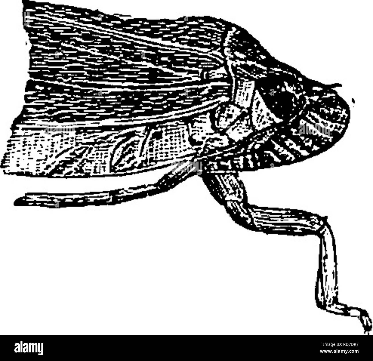 Study hemiptera true bugs Black and White Stock Photos & Images - Alamy