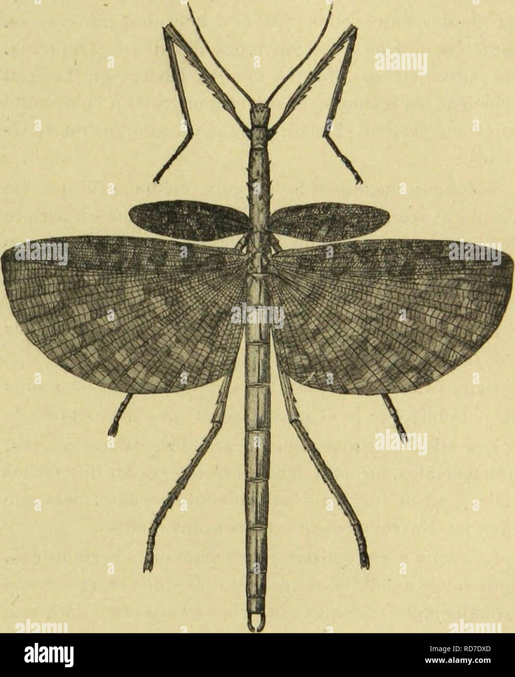 Insectes phasmes hi-res stock photography and images - Alamy