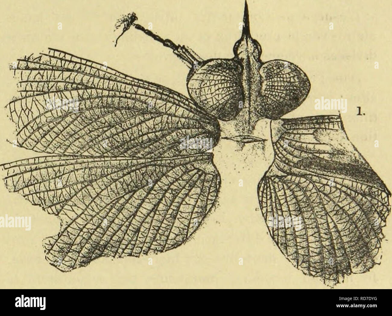 Fossiles du corps hi-res stock photography and images - Alamy