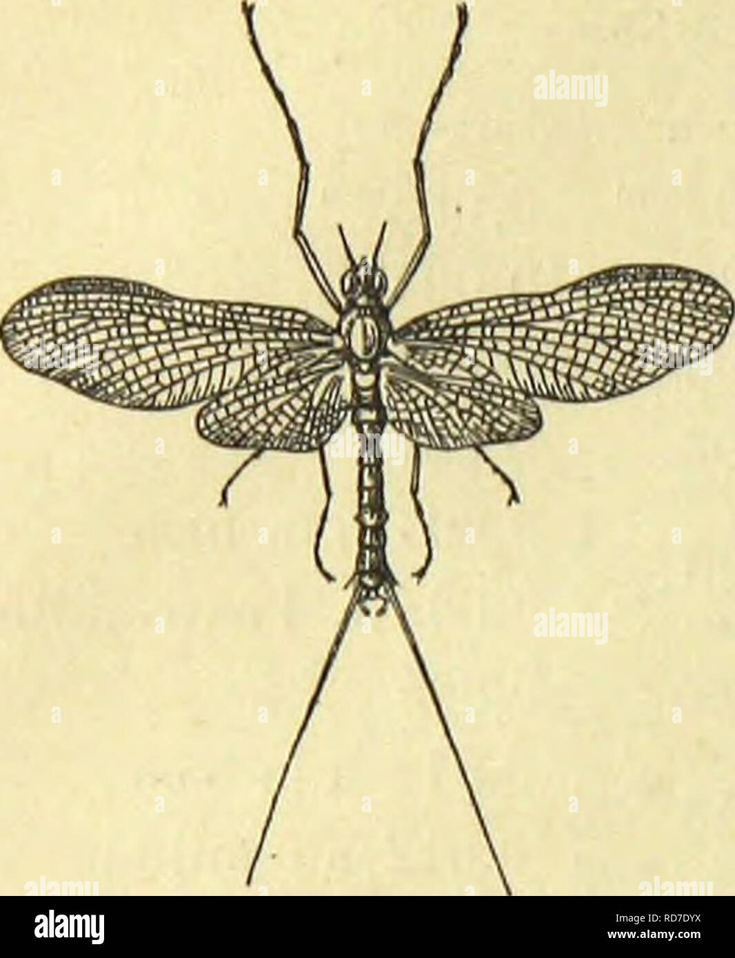 Plus gros insectes hi-res stock photography and images - Alamy