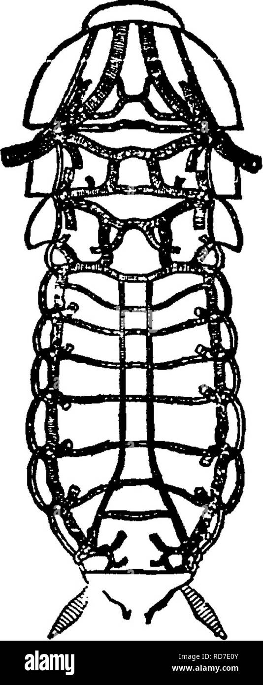 . A manual for the study of insects. Insects. Fig. 86.—Tracheal system ...
