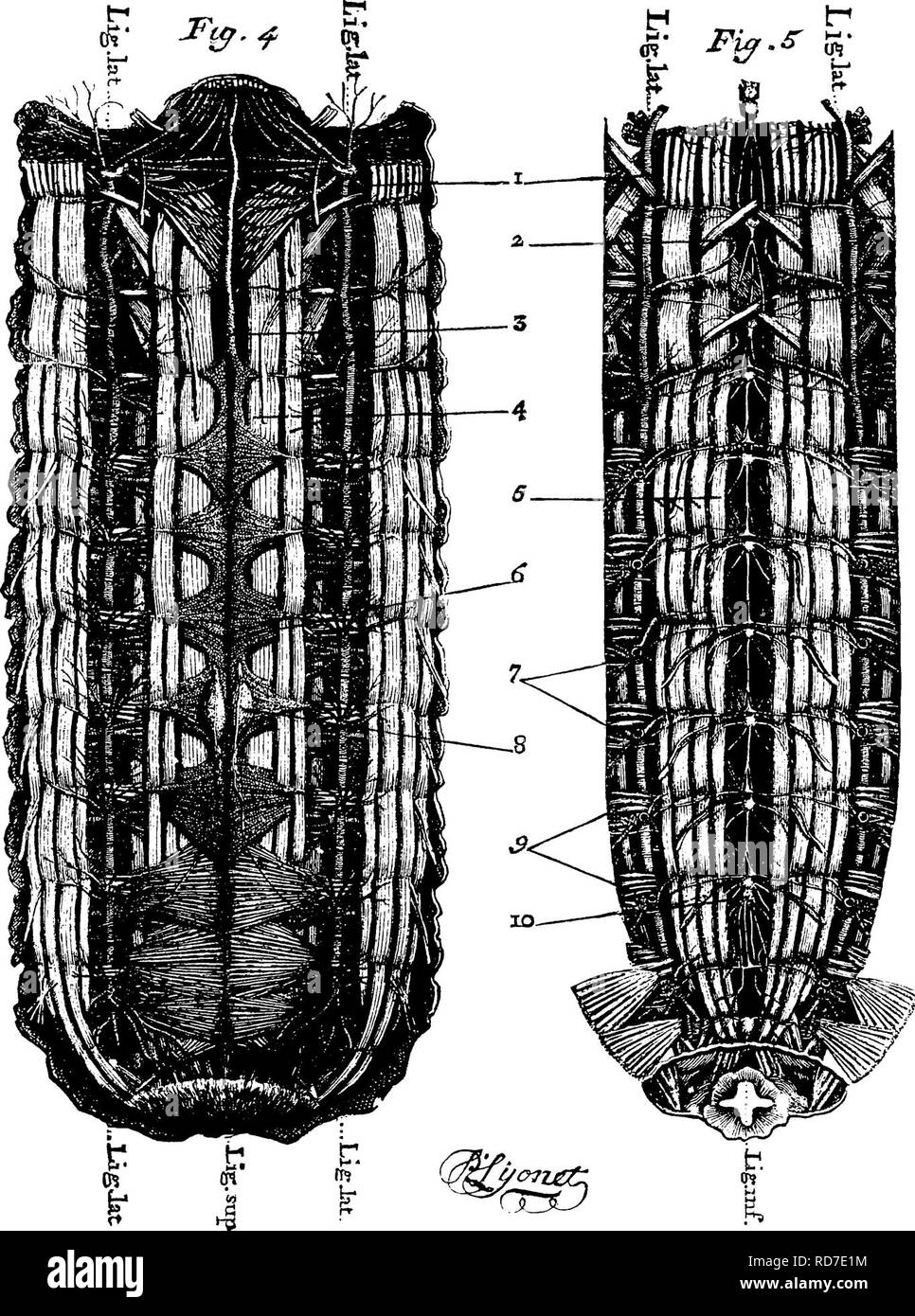 . A manual for the study of insects. Insects. 68 THE STUDY OF INSECTS ...