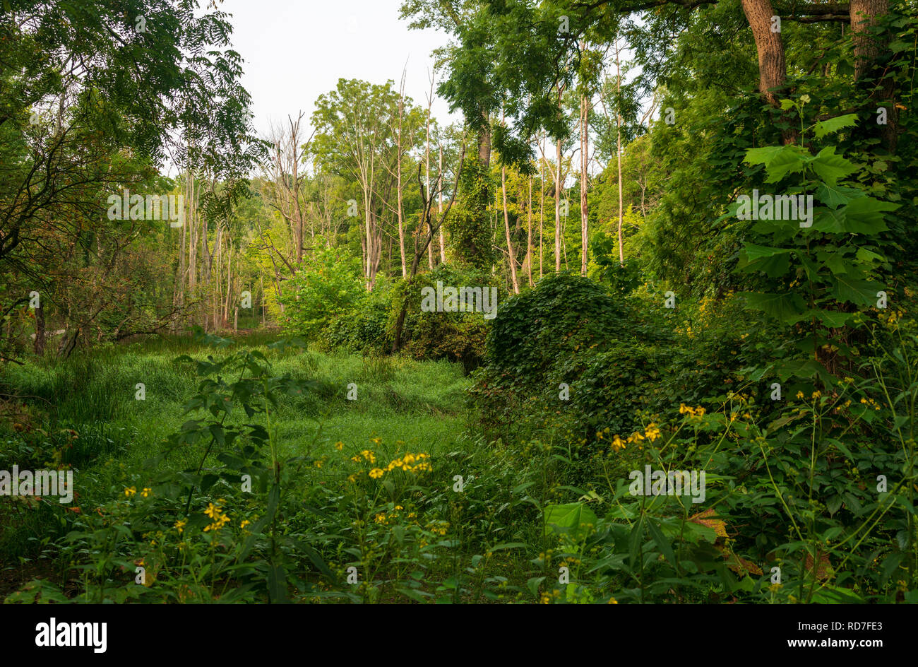 Thick wooded area hi-res stock photography and images - Alamy
