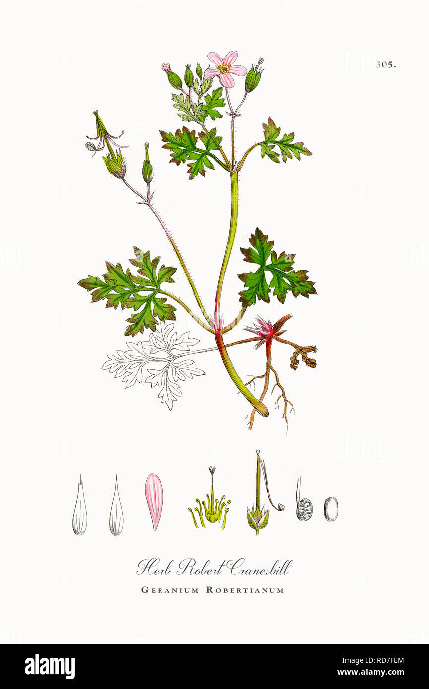 Antique Hand-Colored English Victorian Botanical Illustration, Circa ...