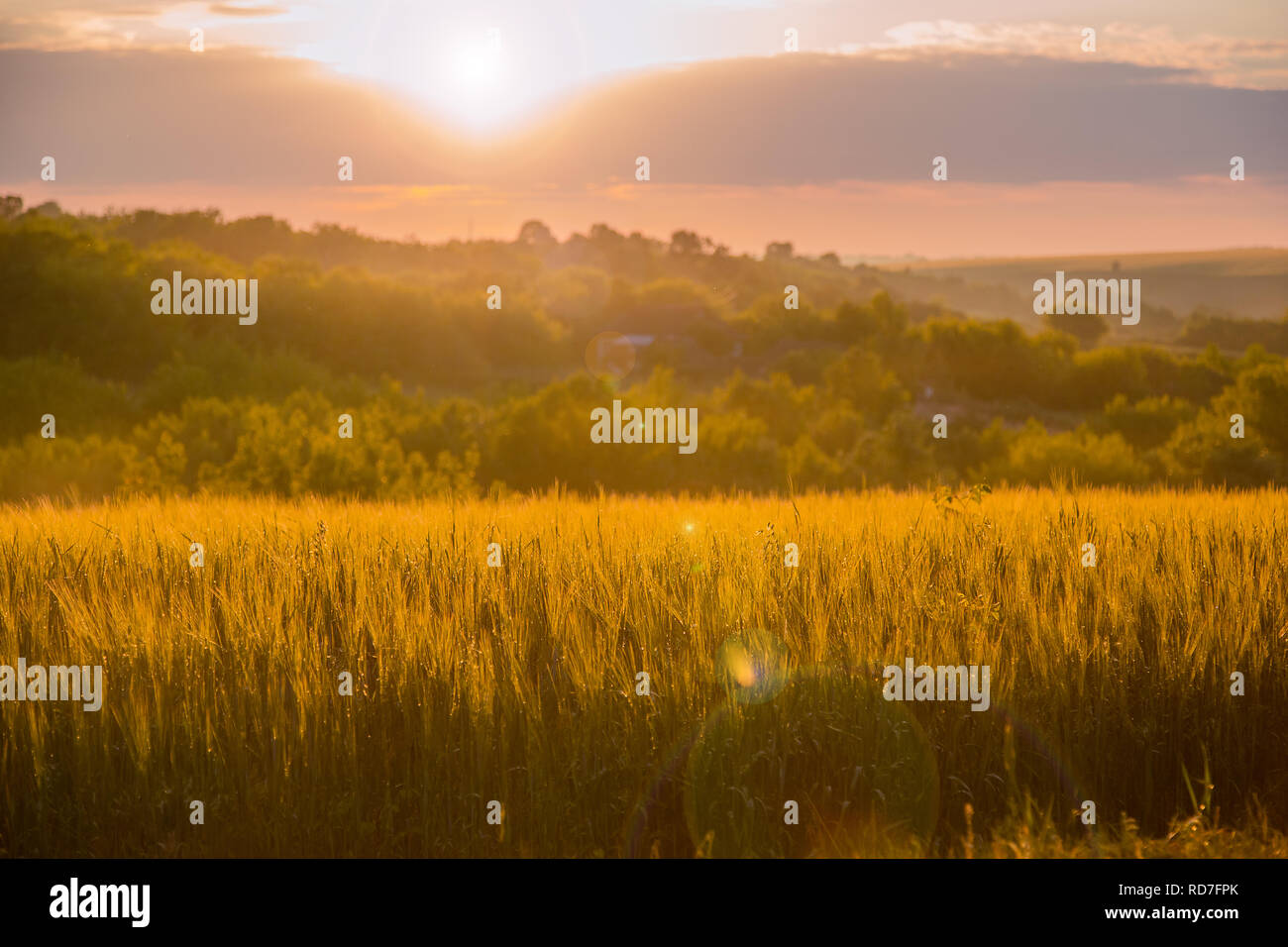 Colorful sunset over wheat field with lens flare. Summer sunset Stock ...