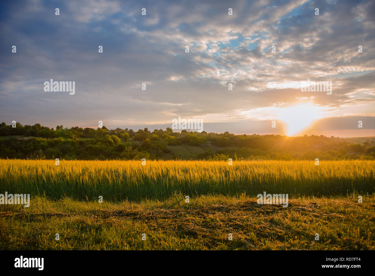 Colorful sunset over wheat field with lens flare. Summer sunset Stock ...