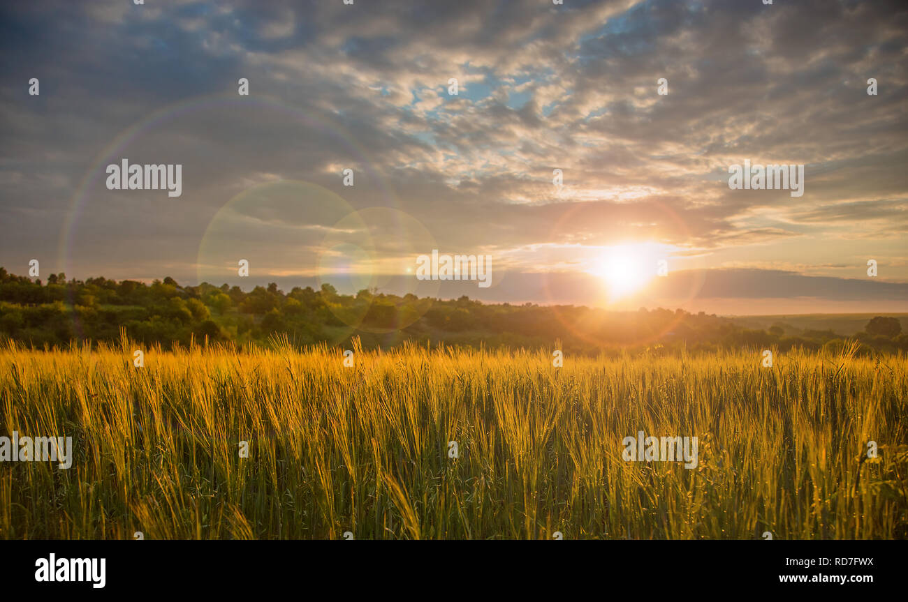 Colorful sunset over wheat field with lens flare. Summer sunset Stock ...