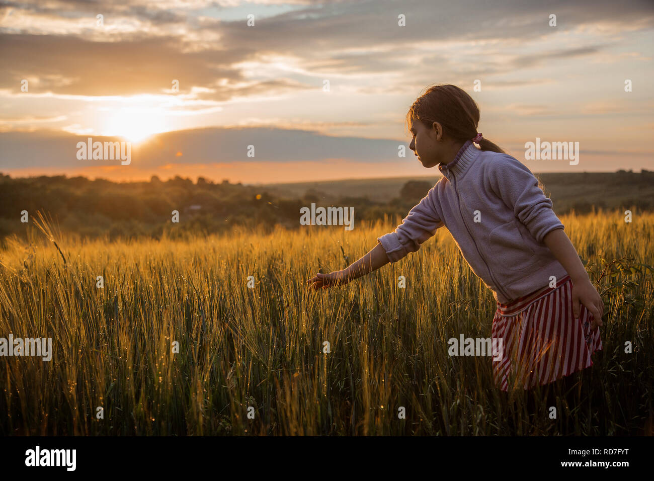 Little girl in the rays of sunset in the field. Colorful sunset over ...
