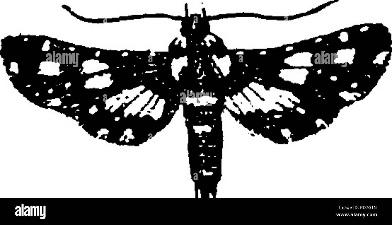 . A manual for the study of insects. Insects. LEPIDOPTERA. 329 ...