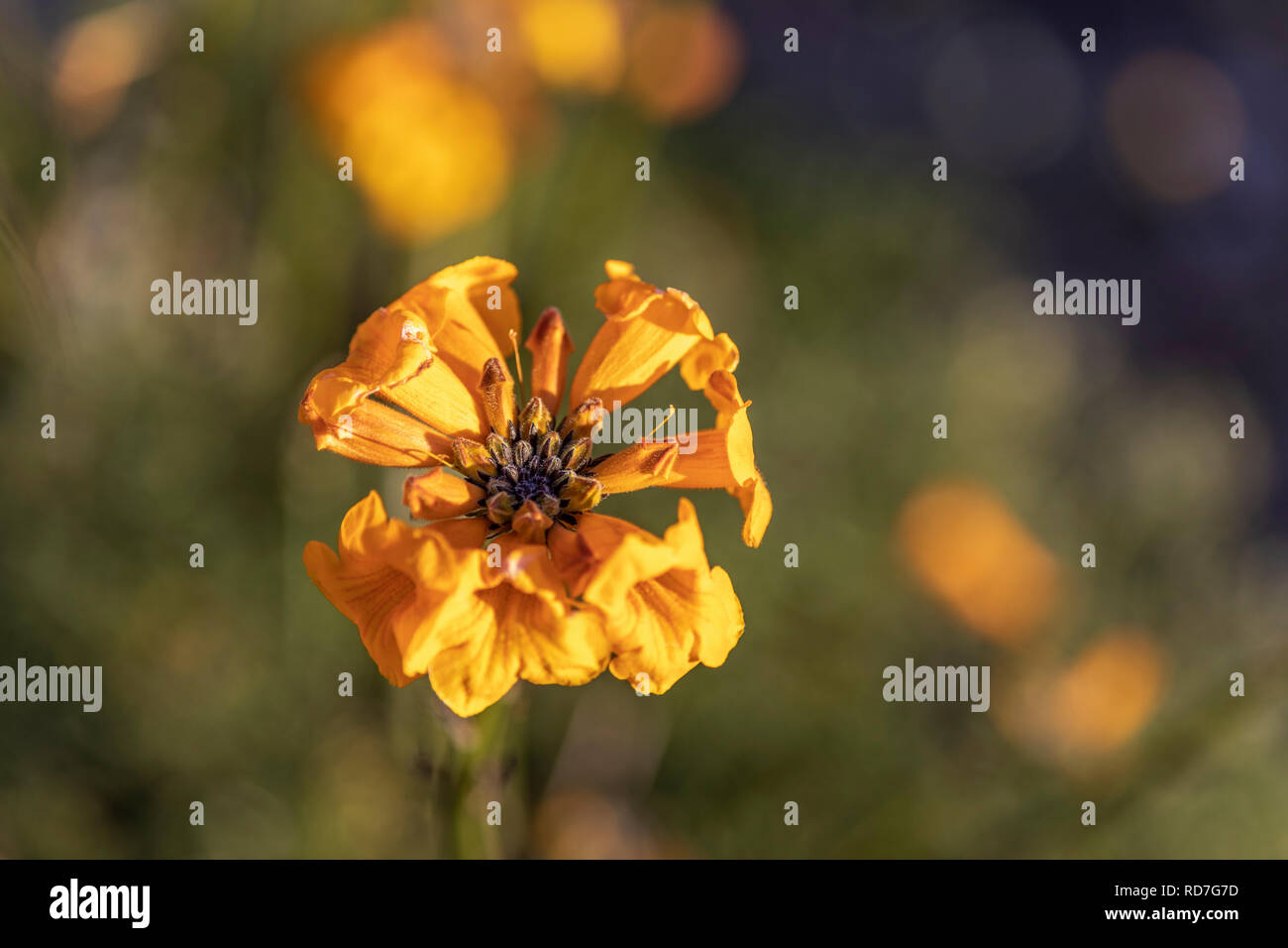 Flowers blooming at Atacama Desert during springtime, from time to time ...