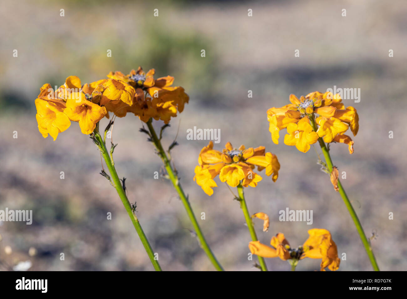 Flor del desierto flor hi-res stock photography and images - Alamy