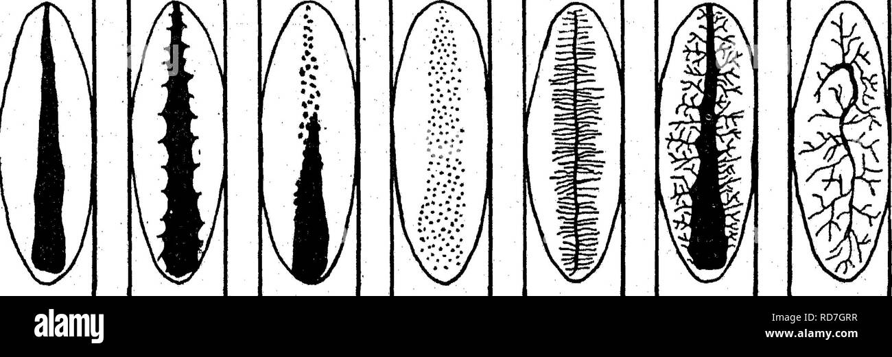 . Bacteriology and mycology of foods. Food. vU CRATERIFORM NAPIFORM ...