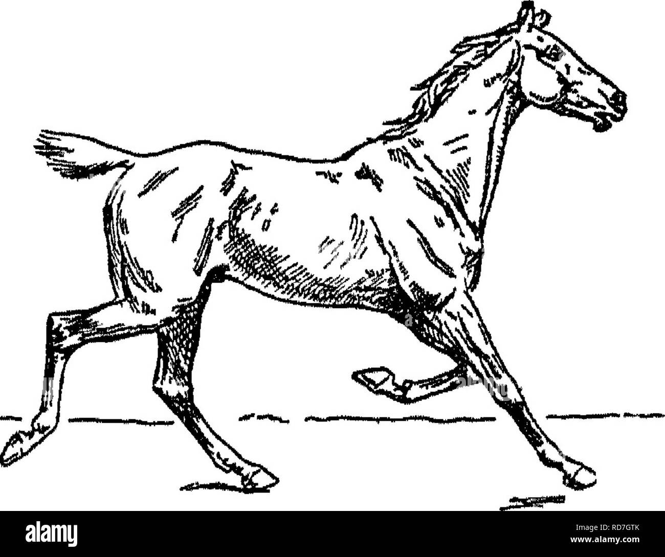 Rising trot Black and White Stock Photos & Images - Alamy