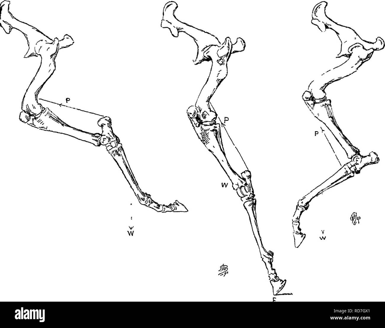 Horses fetlock Black and White Stock Photos & Images - Alamy