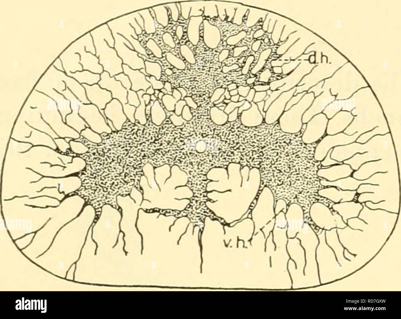Metencephalon hi-res stock photography and images - Alamy