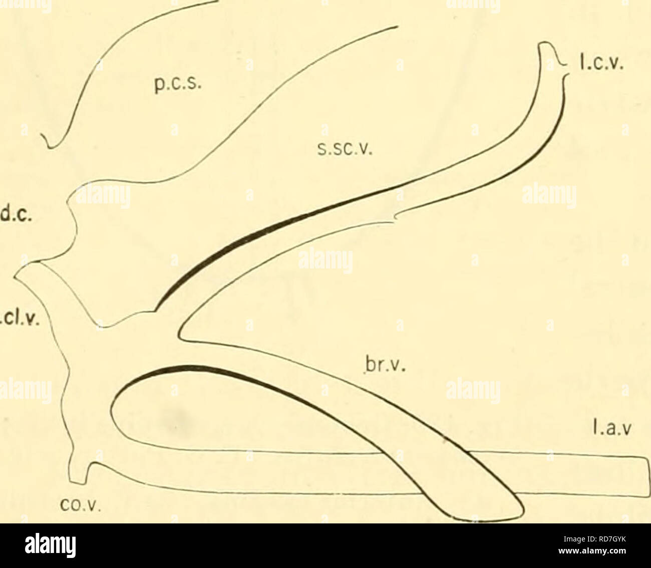 . The elasmobranch fishes. Chondrichthyes. A B Fig. 186. Finer vessels ...