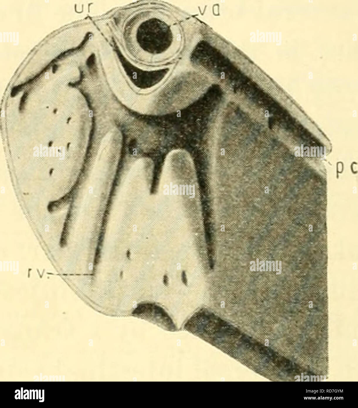 . The elasmobranch fishes. Chondrichthyes. A B Fig. 186. Finer vessels ...