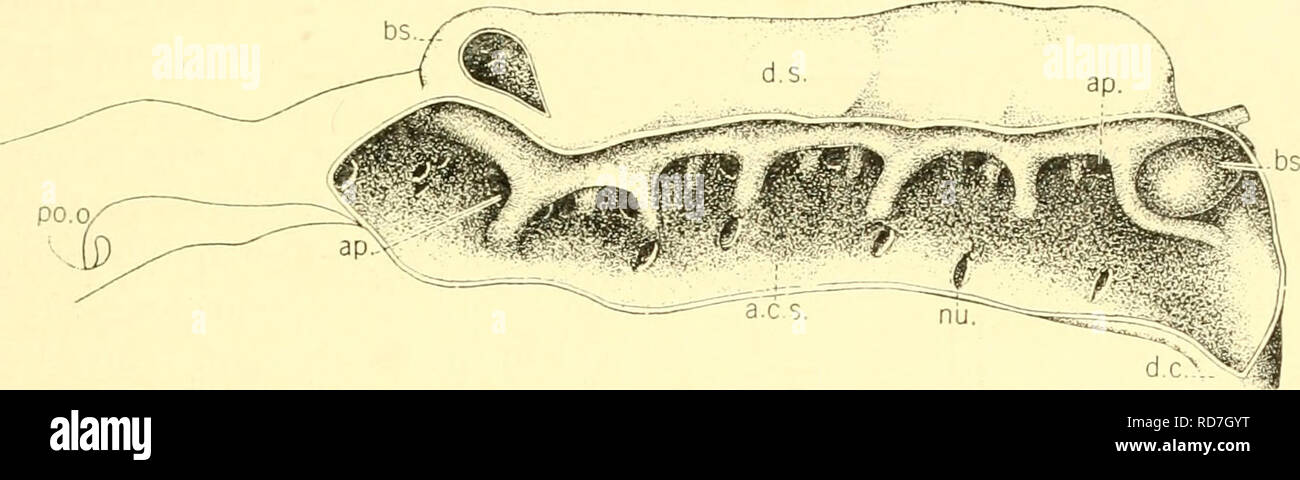 . The elasmobranch fishes. Chondrichthyes. THE ELASMOBRANCH FISHES 199 ...