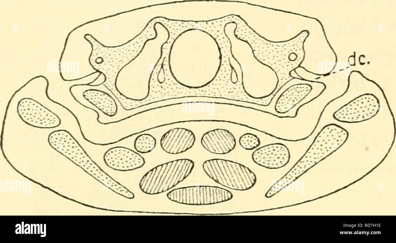 Developed gill rakers hi-res stock photography and images - Alamy