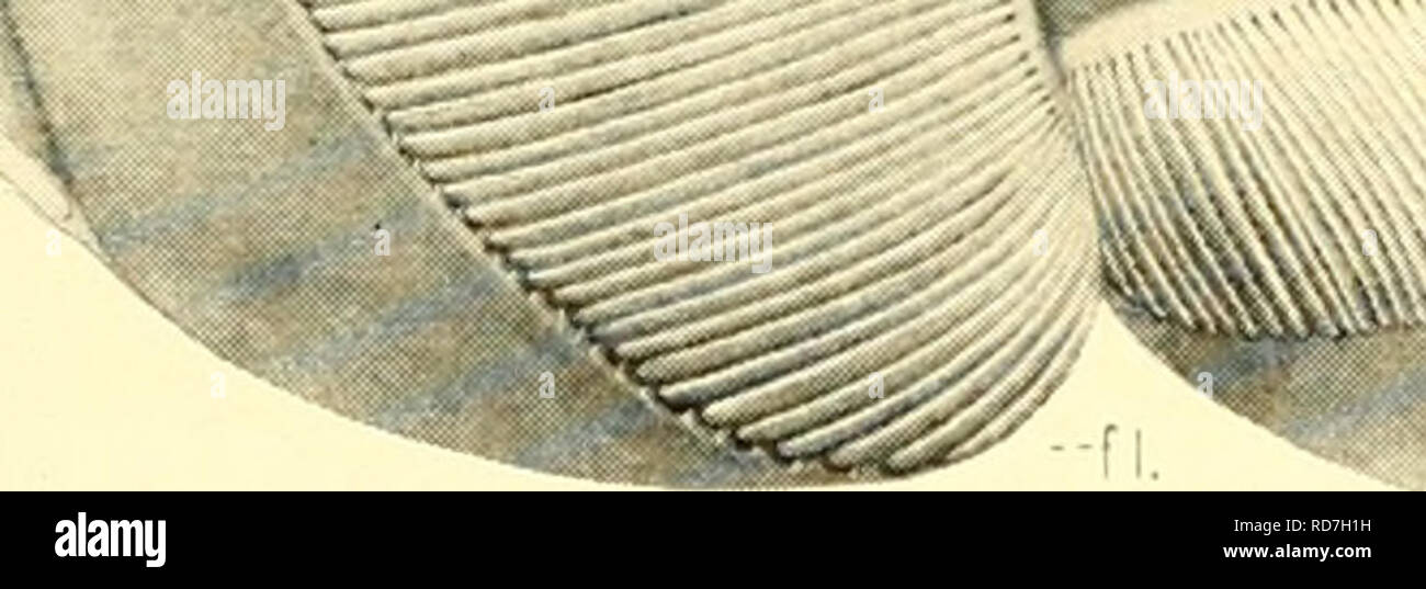 Gill filaments hi-res stock photography and images - Alamy