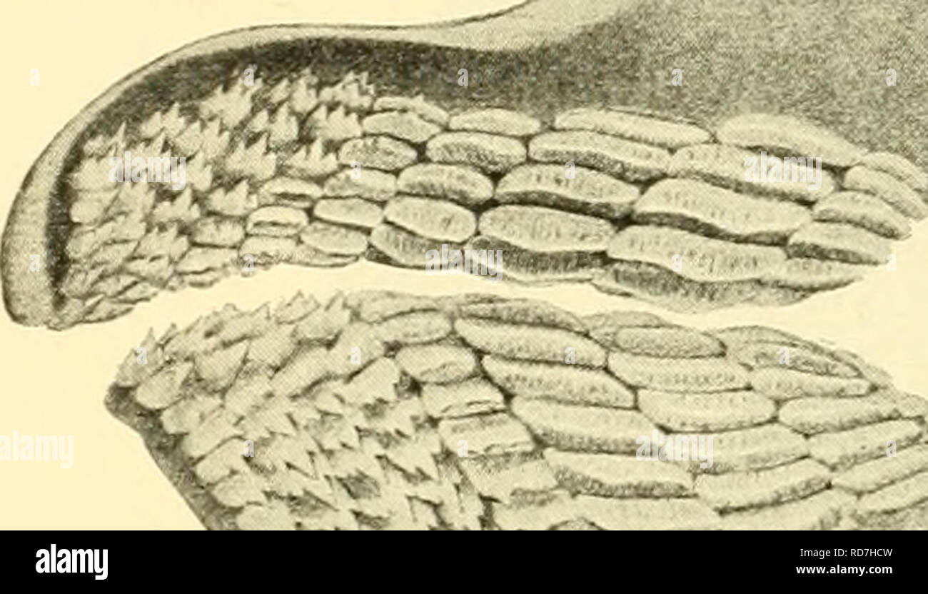 Triconodont hi-res stock photography and images - Alamy