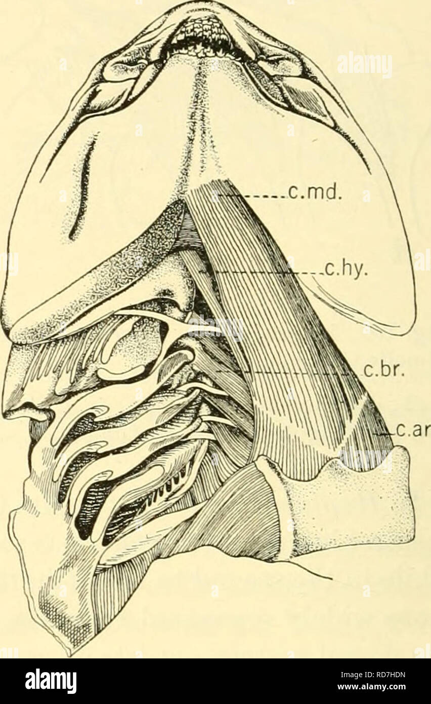 Diad hi-res stock photography and images - Alamy