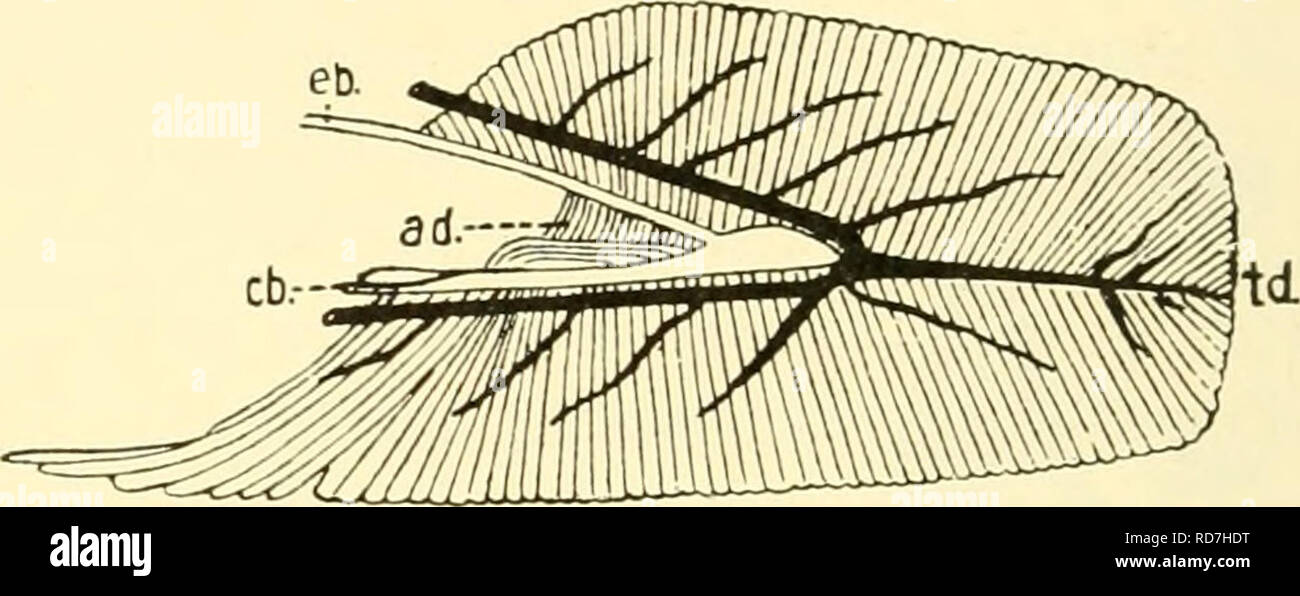 . The elasmobranch fishes. Chondrichthyes. A B Fig. 108. Interbranchial ...