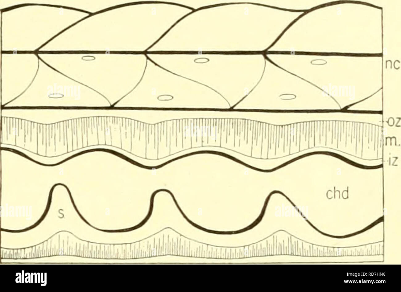 . The elasmobranch fishes. Chondrichthyes. Fig. 51 Fig.52 Fig. 51 ...